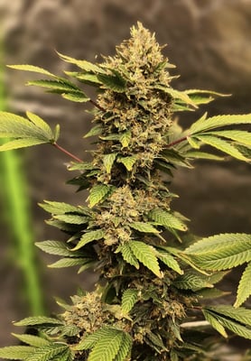 Home [greenspacegenetics.com]